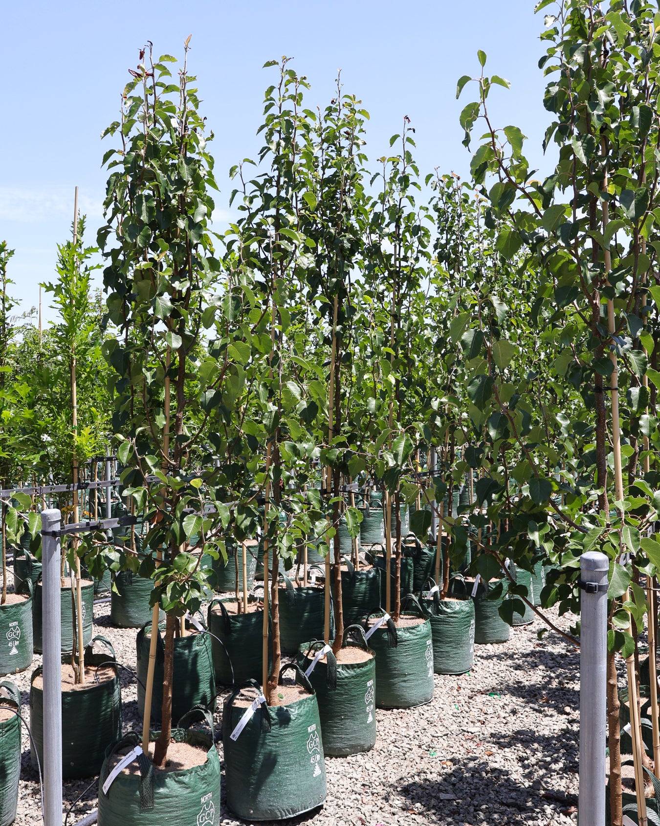Pyrus calleryana 'Bradford' - Ornamental Pear - Evergreen Trees Direct