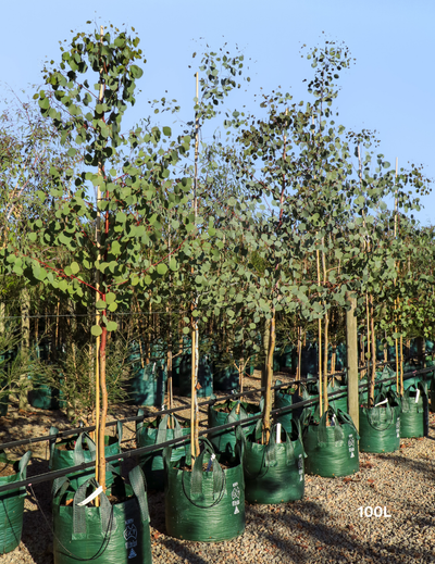 Eucalyptus polyanthemos - Red Box