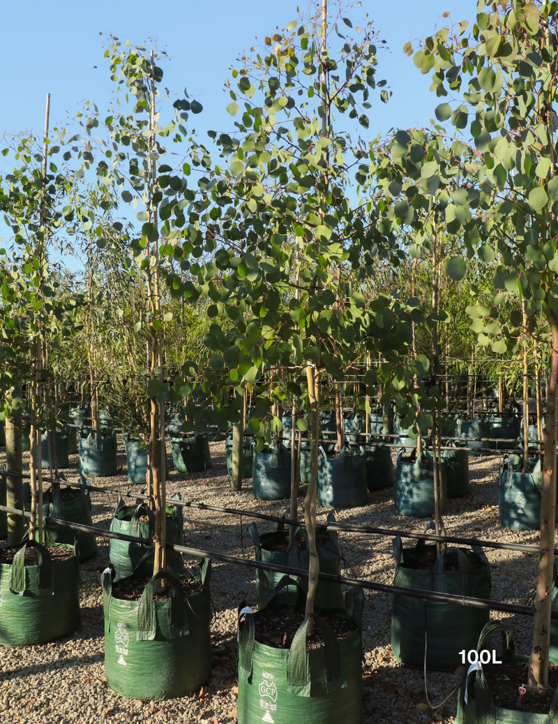 Eucalyptus polyanthemos - Red Box