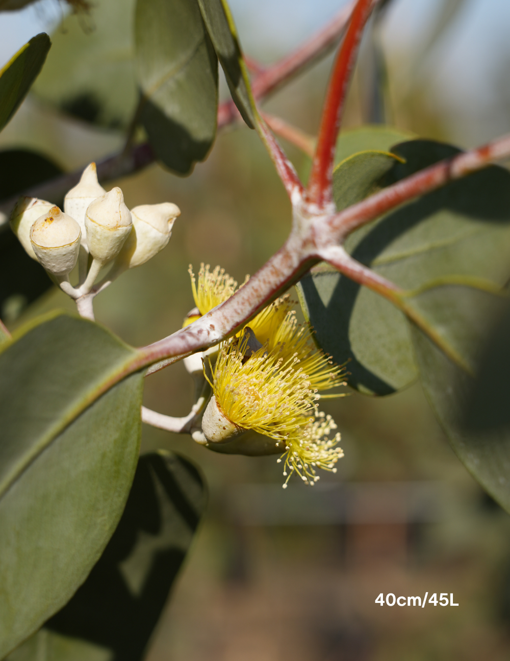 Eucalyptus woodwardii – Lemon-flowered Gum | Yellow-Flowering ...