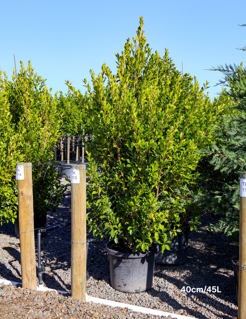 Ficus hillii 'Flash' - Evergreen Trees Direct