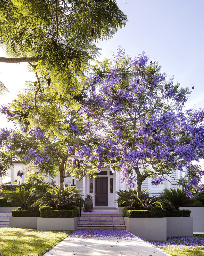 Jacaranda mimosifolia (Purple Flowering) - Evergreen Trees Direct