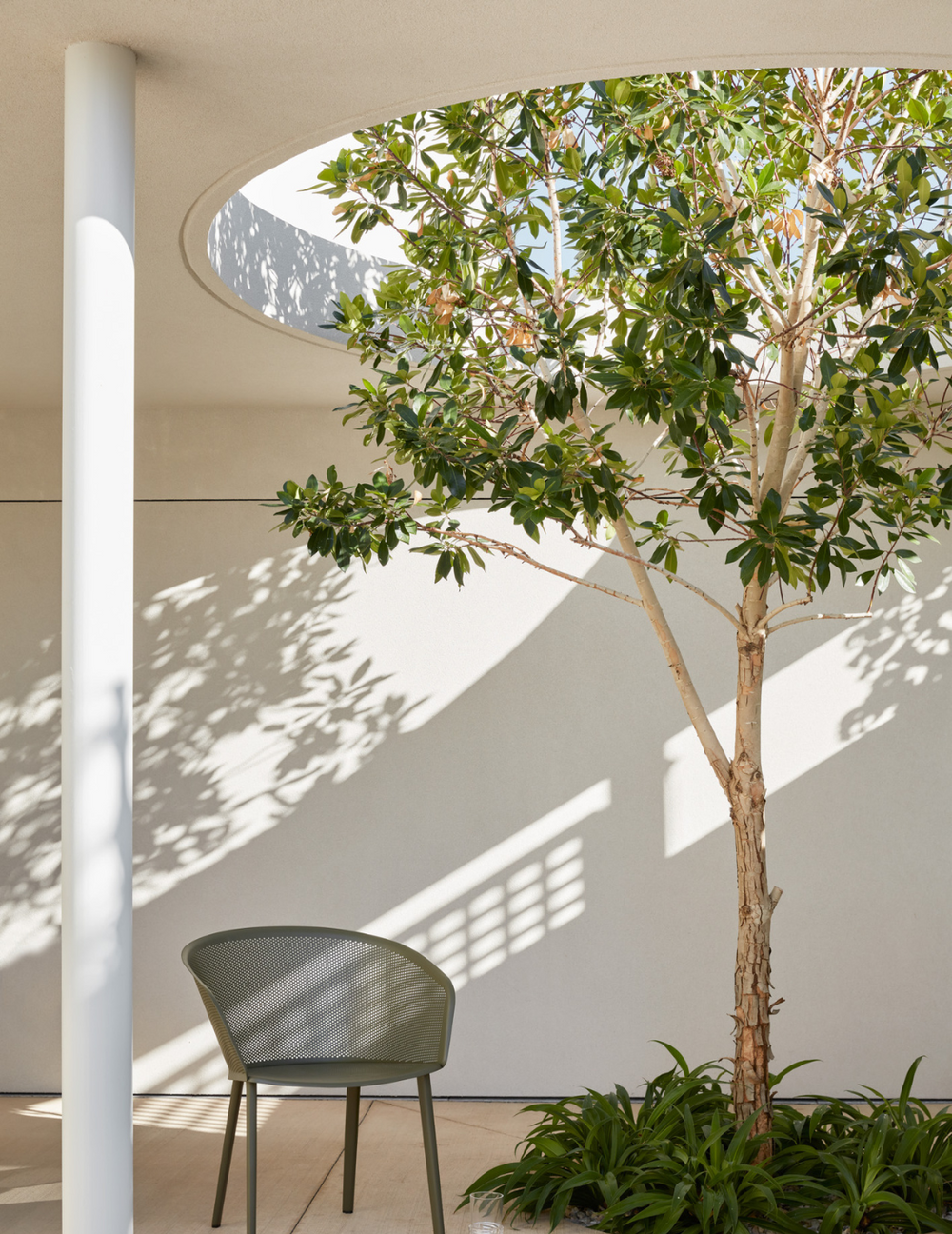 Canopy Trees - Evergreen Trees Direct