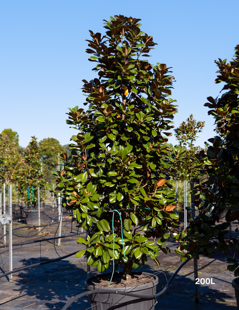 Magnolia Grandiflora 'Teddy Bear' - Evergreen Trees Direct