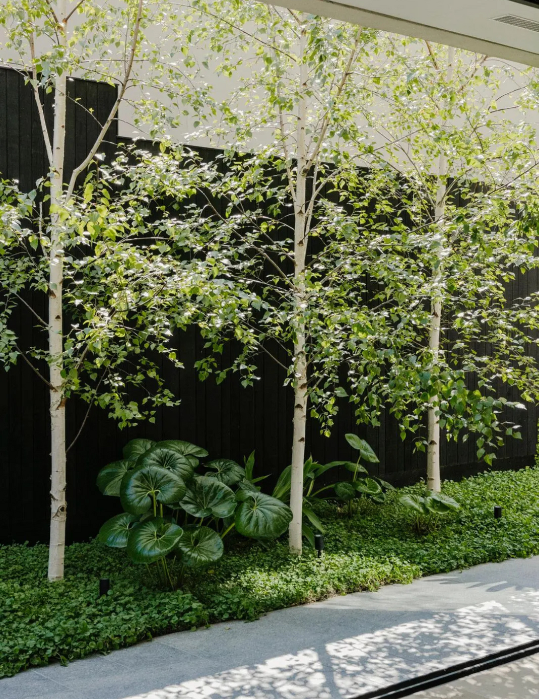 Feature Trees | Evergreen Trees Direct