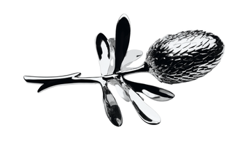 Acacia implexa – Lightwood, Hickory Wattle | Evergreen Trees Direct