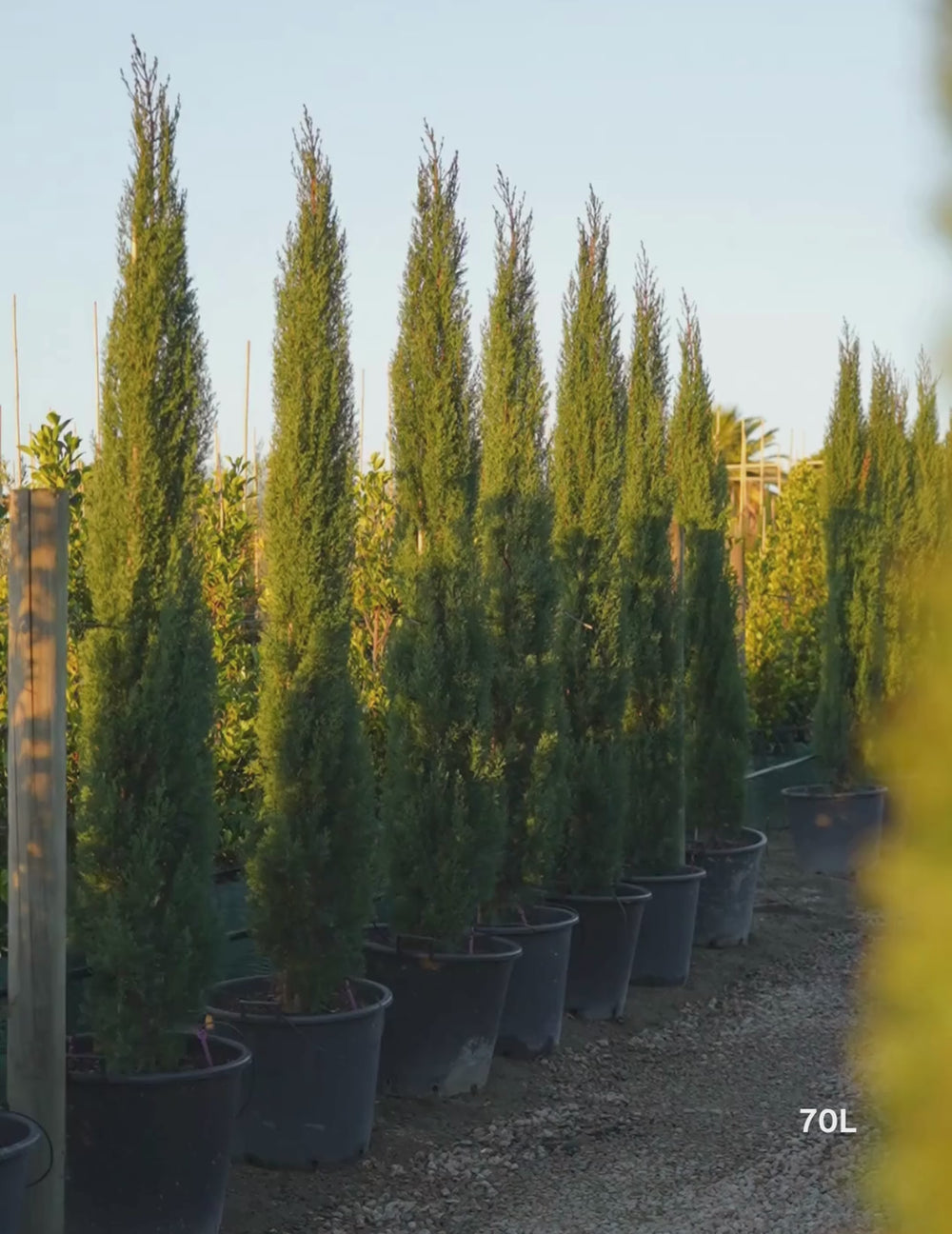 Buy Evergreen Trees Online | Premium Landscaping Trees for Sale ...