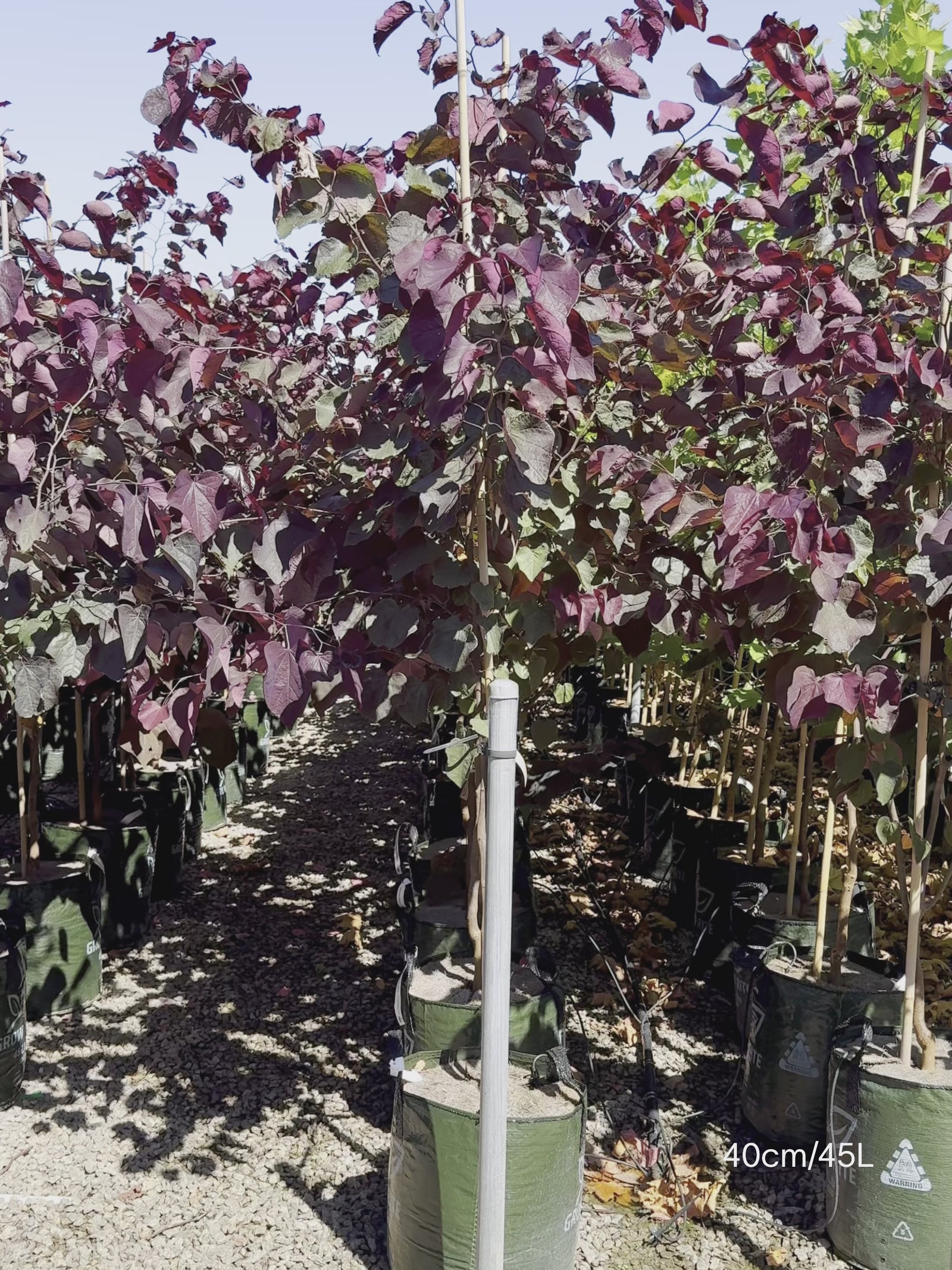 Cercis canadensis 'Forest Pansy' - Evergreen Trees Direct