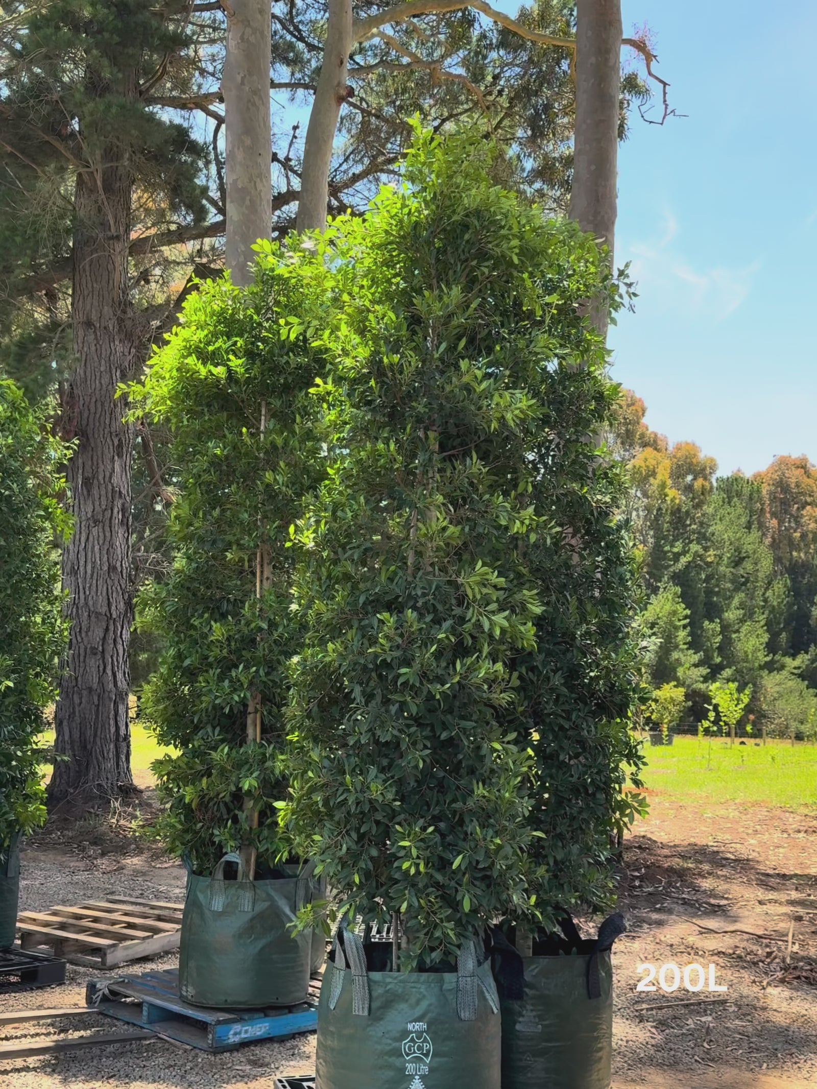 Ficus Hillii – Dense, Weeping Privacy Tree for Hedging & Pleaching