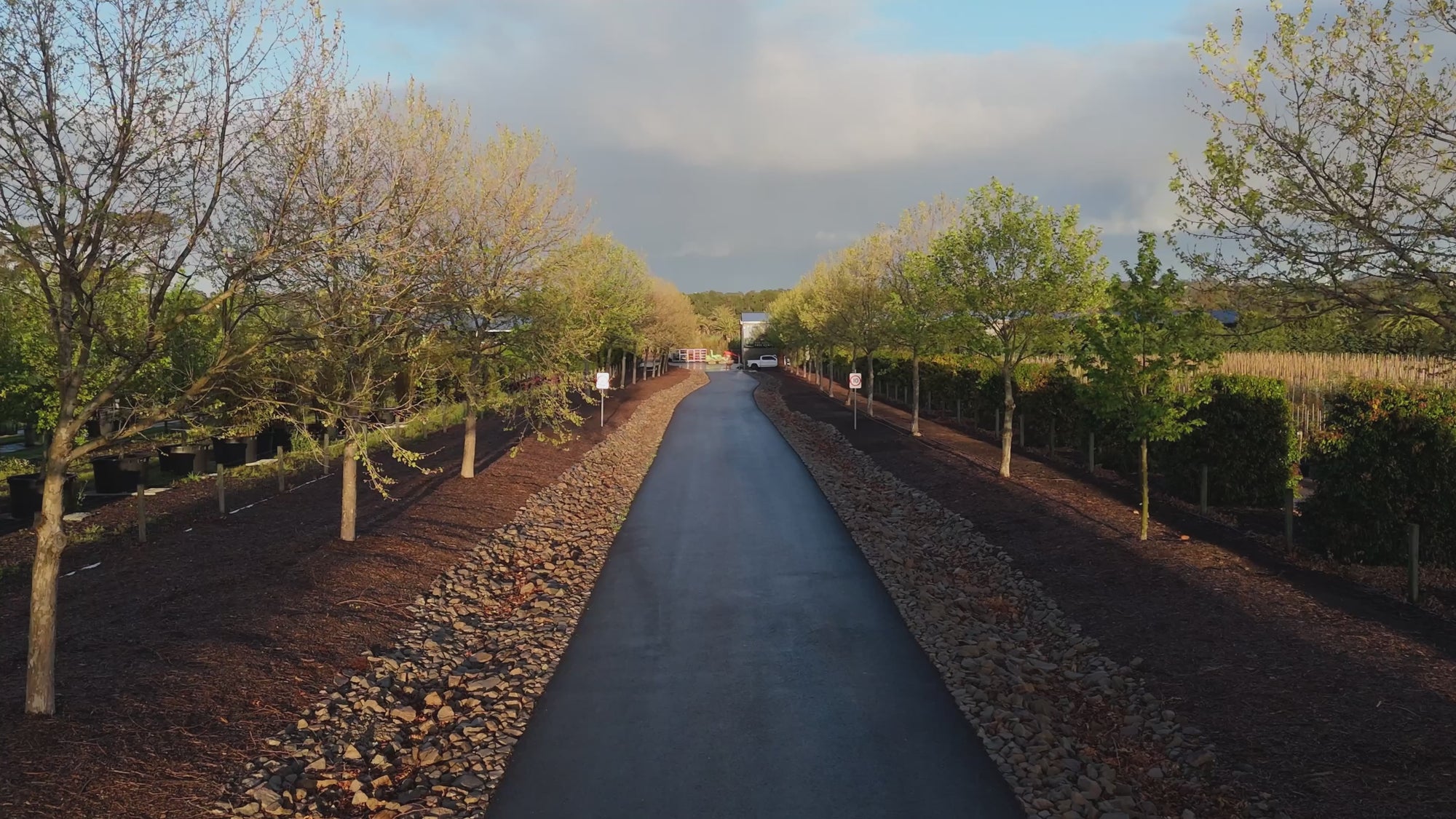 Sizing Chart - Evergreen Trees Direct