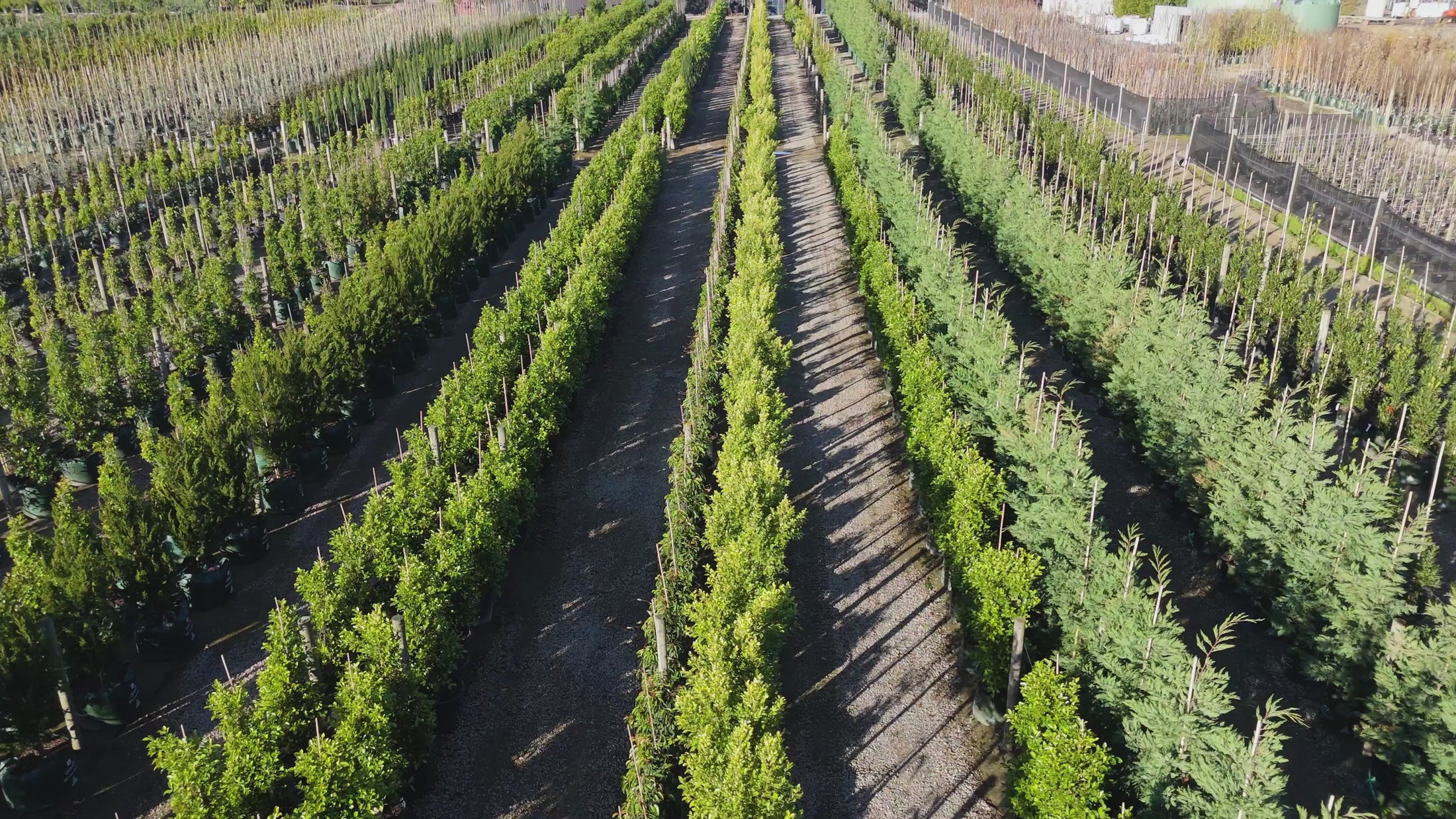 Callistemon Viminalis 'Slim' | Evergreen Trees Direct