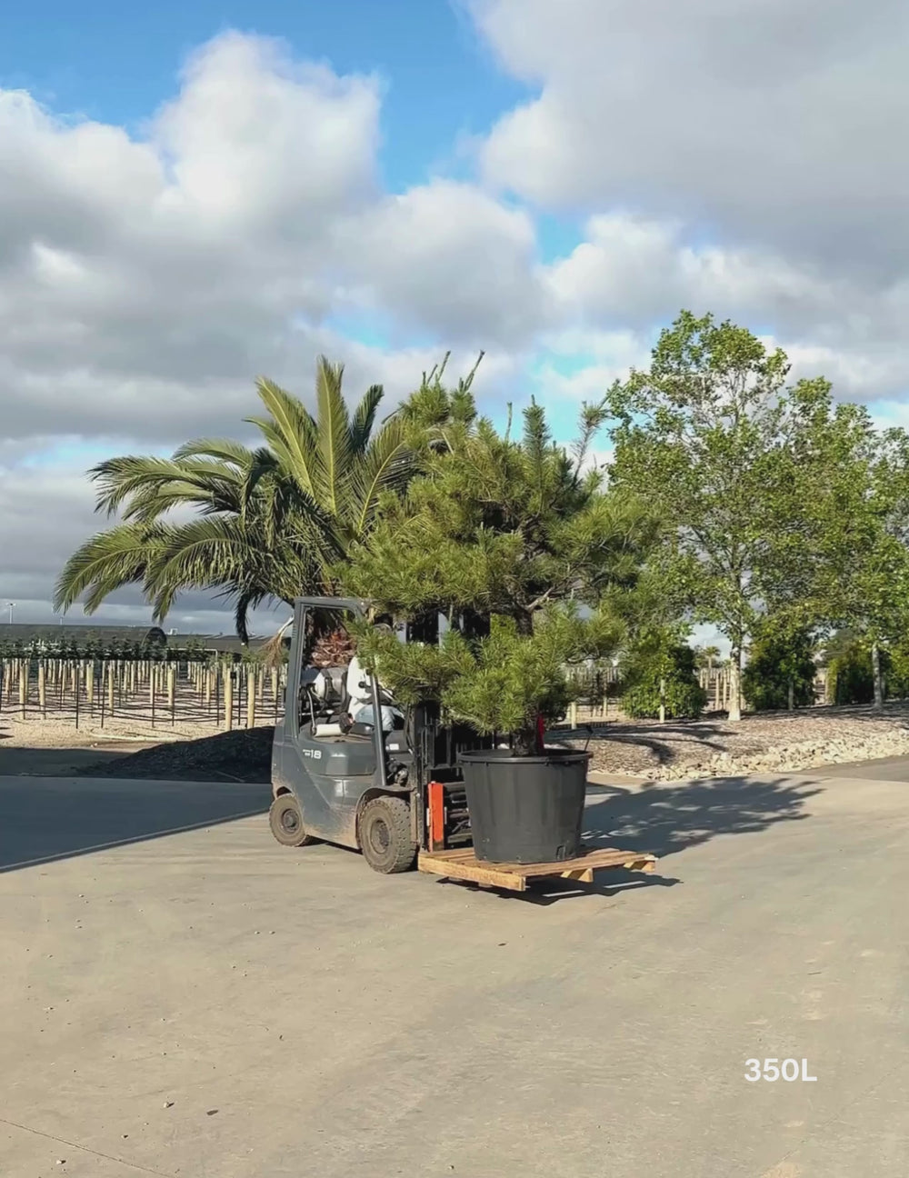 Pinus thunbergii – Japanese Black Pine - Evergreen Trees Direct