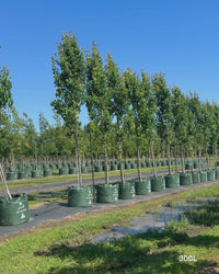 Pyrus calleryana ‘Capital’ – Narrow Ornamental Pear Tree for Streets ...