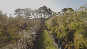 Sizing Chart | Evergreen Trees Direct