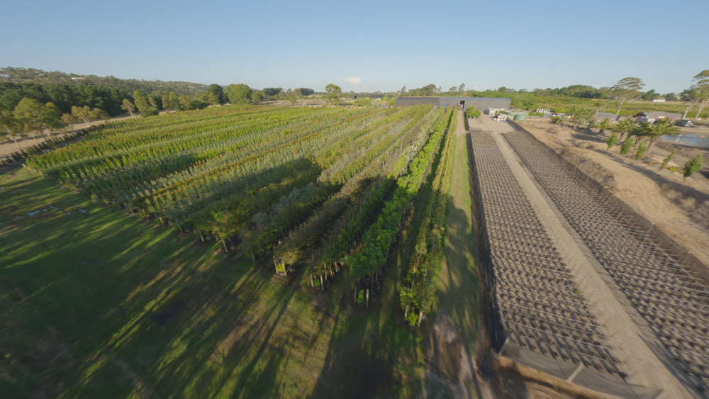 Syzygium australe ‘Pinnacle’ – Narrow Lilly Pilly for Tight Hedges
