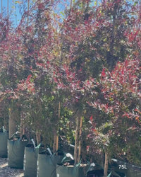 Leptospermum 'Starry Night' Tea Tree | Burgundy Foliage Native ...