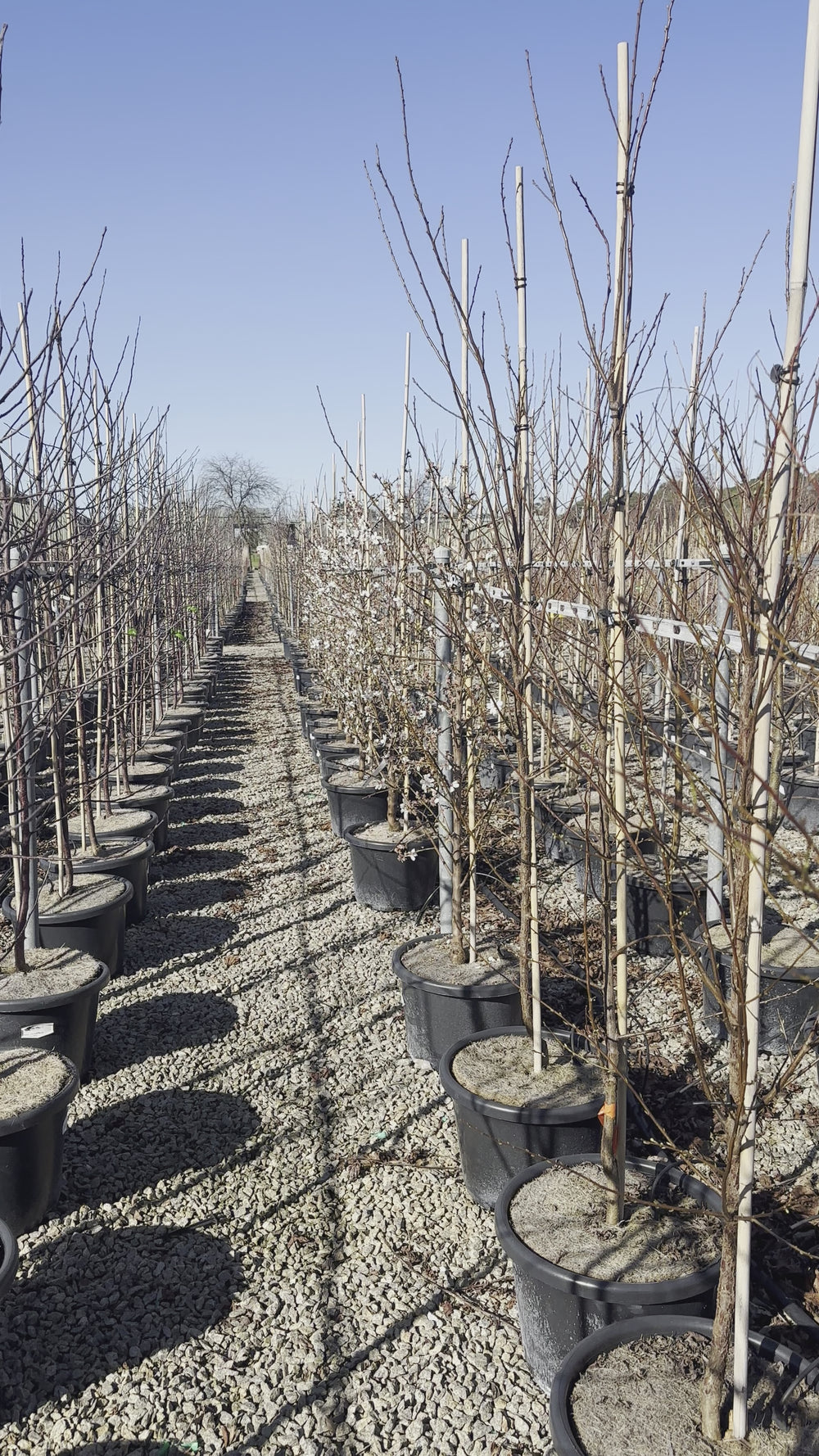 Prunus dulcis 'All In One Almond' - Evergreen Trees Direct