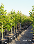 Pyrus 'Capital' Ornamental Pear | Narrow Avenue Tree - Evergreen Trees ...