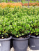 Raphiolepis indica ‘Oriental Pearl’ | Compact Evergreen Shrub for Low ...