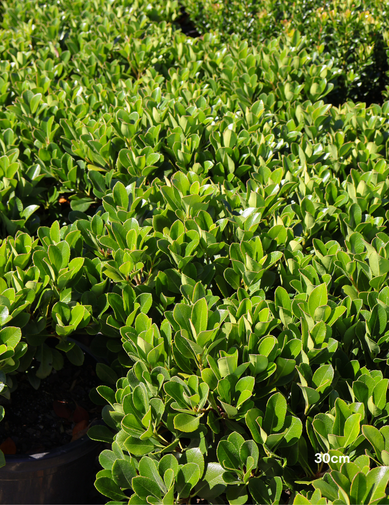 Raphiolepis indica ‘Oriental Pearl’ | Compact Evergreen Shrub for Low ...