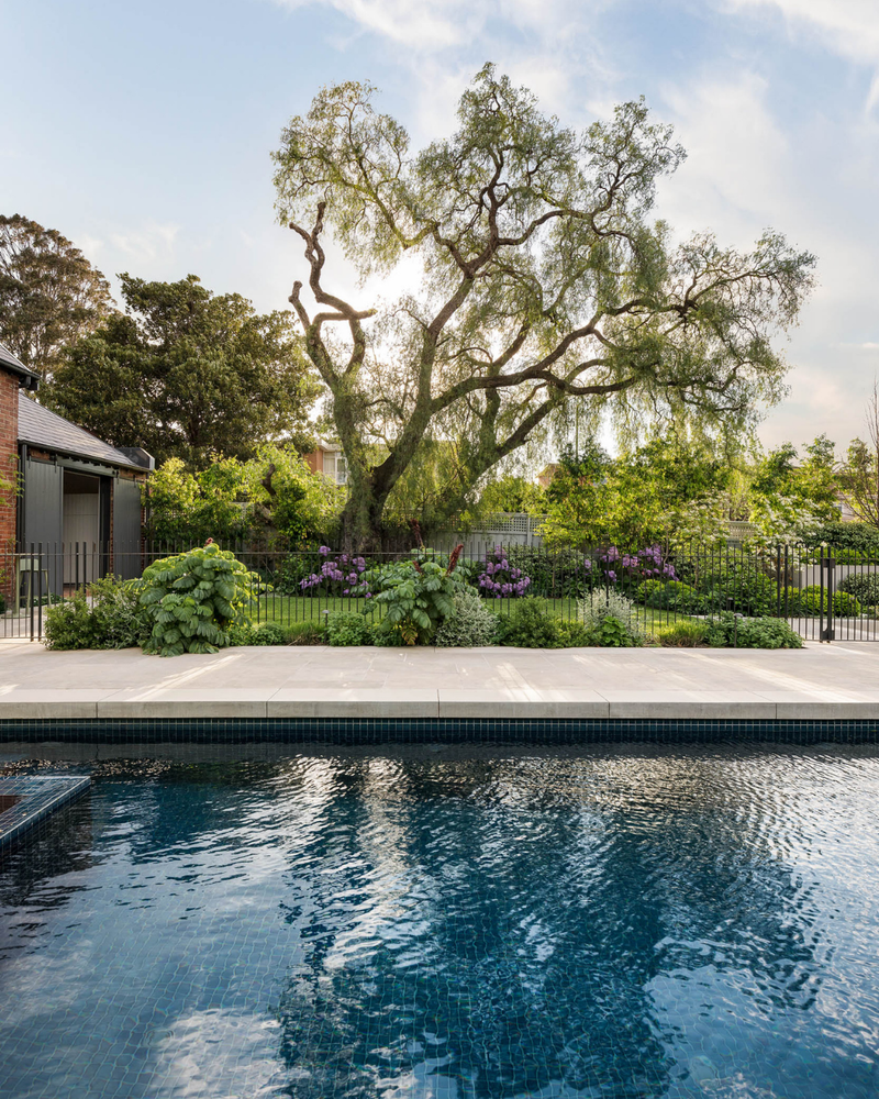 Schinus molle | Peppercorn Tree Shade Feature - Evergreen Trees Direct