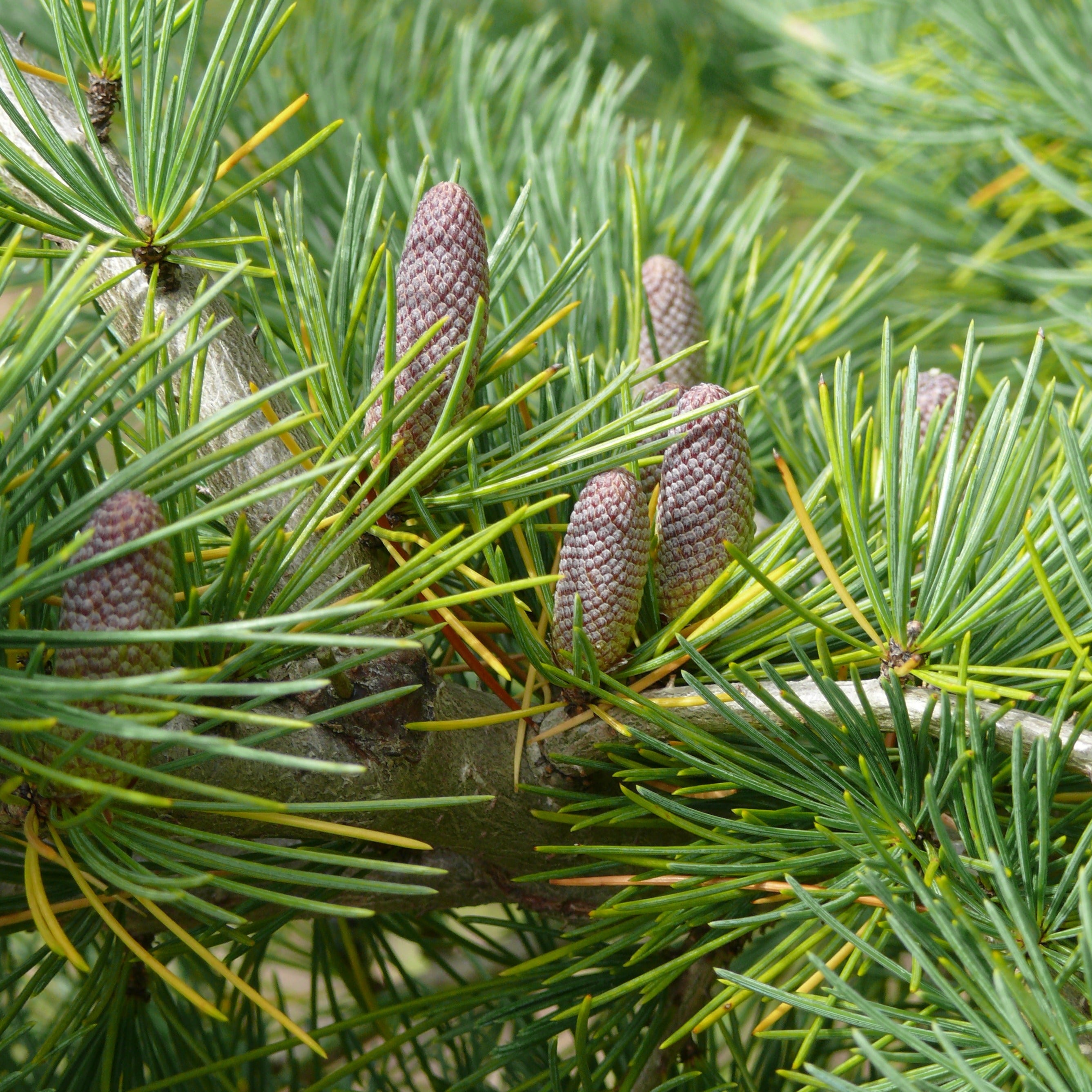 Cedrus Deodara Cones