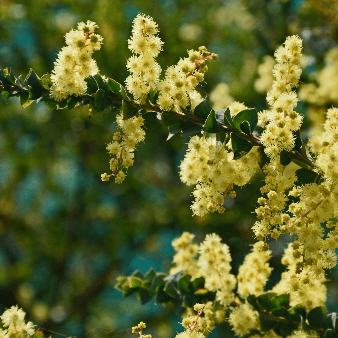 Acacia pravissima - Evergreen Trees Direct