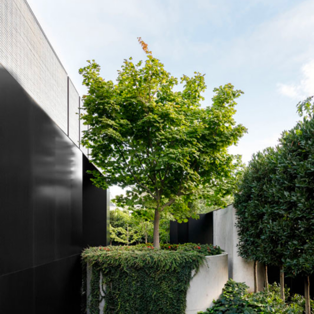 Acer palmatum (Japanese Maple) - Evergreen Trees Direct