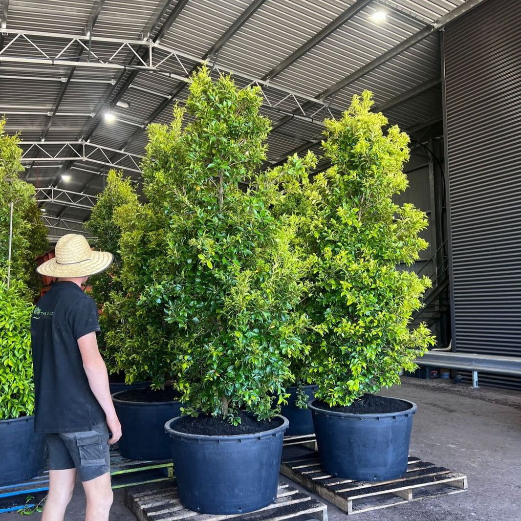 Lilly Pillies Trees for Sale - Evergreen Trees Direct