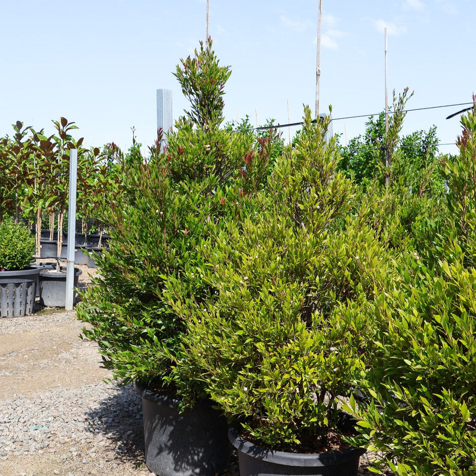 Lilly Pillies Trees for Sale - Evergreen Trees Direct