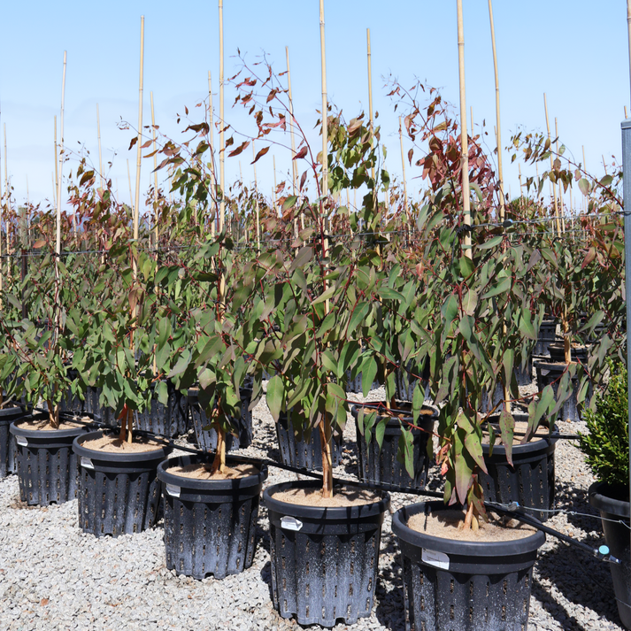 Eucalyptus Teriticornis - Evergreen Trees Direct
