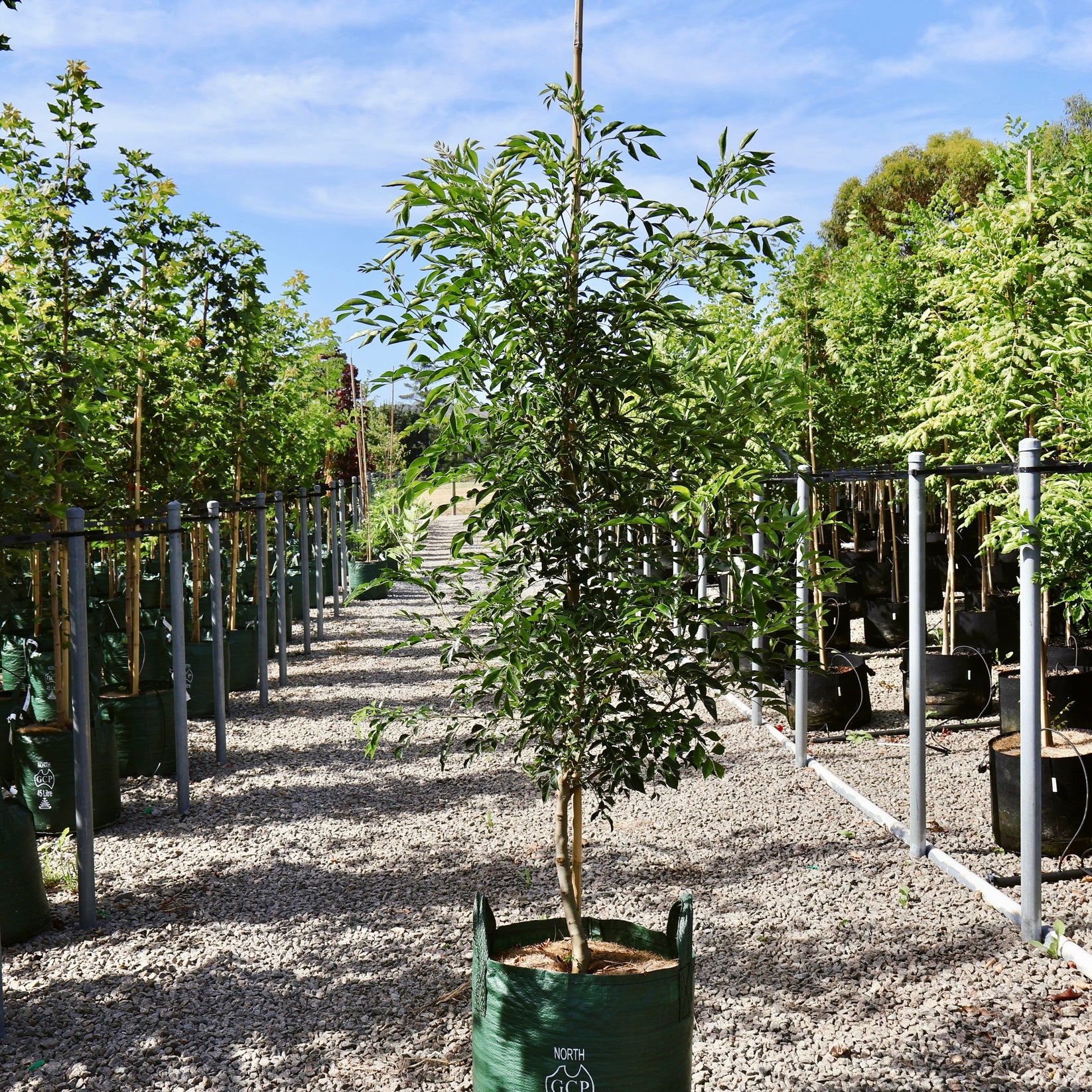 Fraxinus griffithii - Evergreen Trees Direct