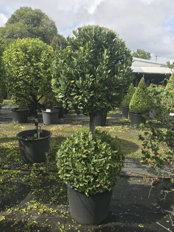 Bay Trees (Bay Laurel) - Evergreen Trees Direct - Evergreen Trees Direct