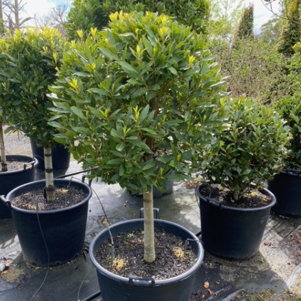 Laurus nobilis Bay Leaf Standards