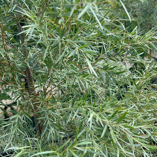 Australian Native Trees for Sale - Evergreen Trees Direct