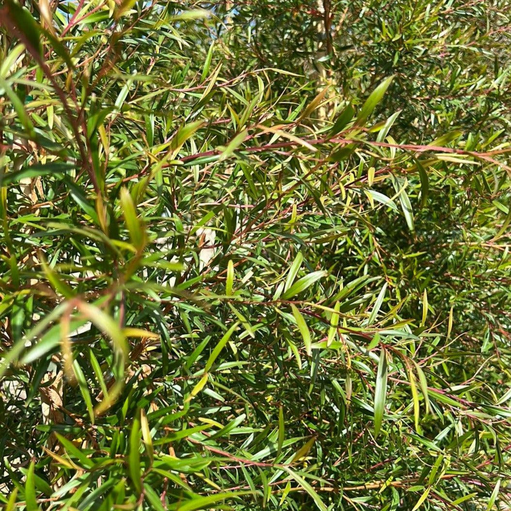 Leptospermum petersonii (Lemon Scented Tea Tree) - Evergreen Trees Direct
