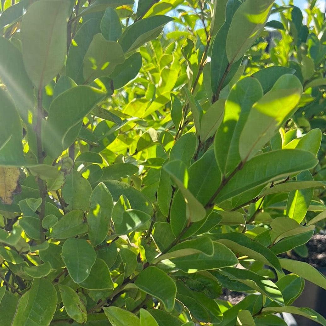 Magnolias Trees for Sale - Evergreen Trees Direct