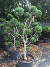Podocarpus falcatus Clouds 90L