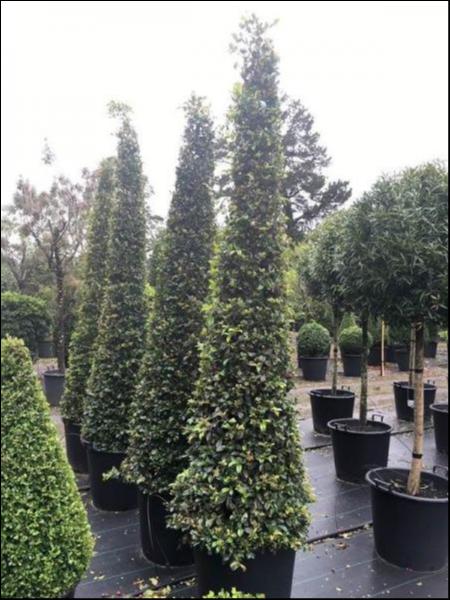 Shop All - Evergreen Trees Direct